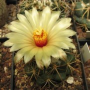 Cactus Seeds - Coryphantha - Wellgrow Horti Trading