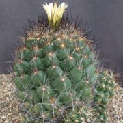 Cactus Seeds - Coryphantha - Wellgrow Horti Trading