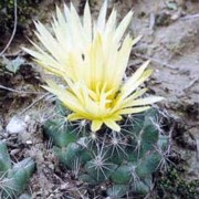 Cactus Seeds - Coryphantha - Wellgrow Horti Trading
