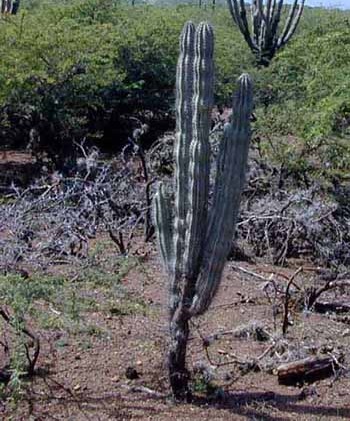 Cactus Seeds - Cereus - Wellgrow Horti Trading