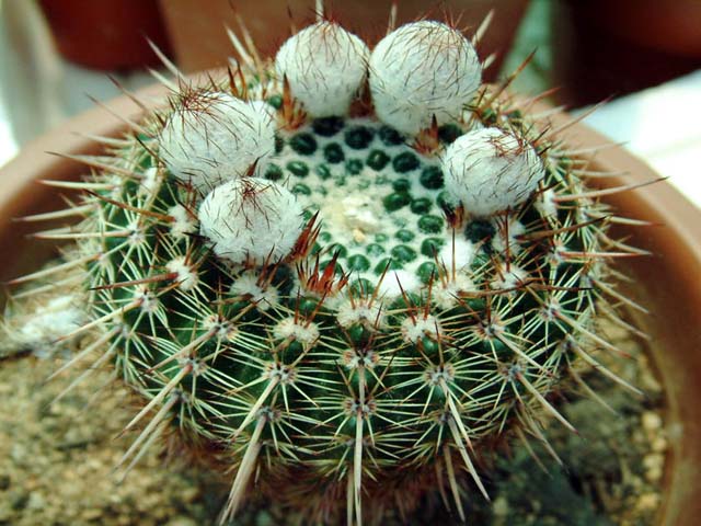 Cactus Seeds - Notocactus - Wellgrow Horti Trading